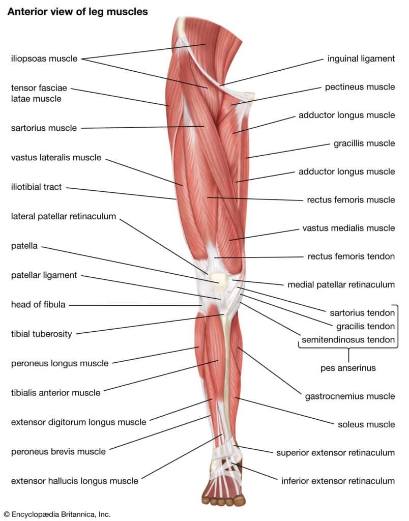 Muscular Legs: A Guide to Strength