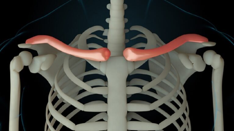 Narrow Clavicles: What they are and how to develop them.